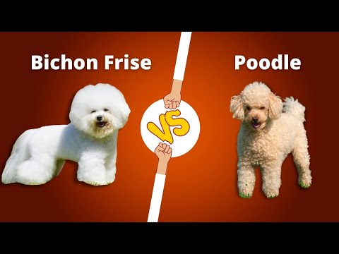 Bichon Frise vs  Poodle | Which one is your favorite?