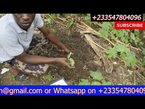 planting leaf of life, growing leaf of life plant, leaf of life propagation