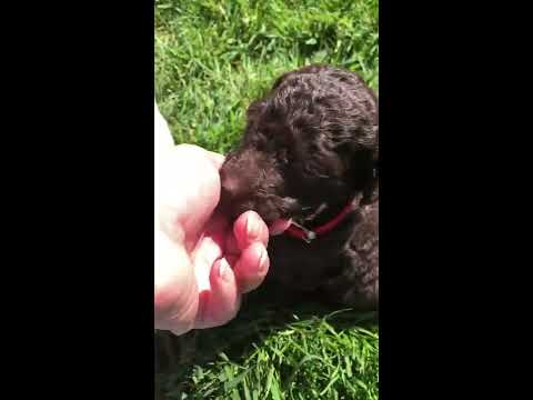 Moyen poodle puppies for sale
