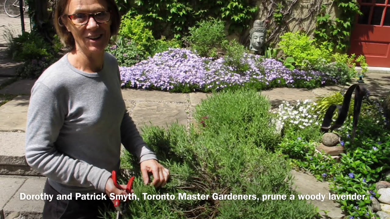 Pruning a Woody Lavender