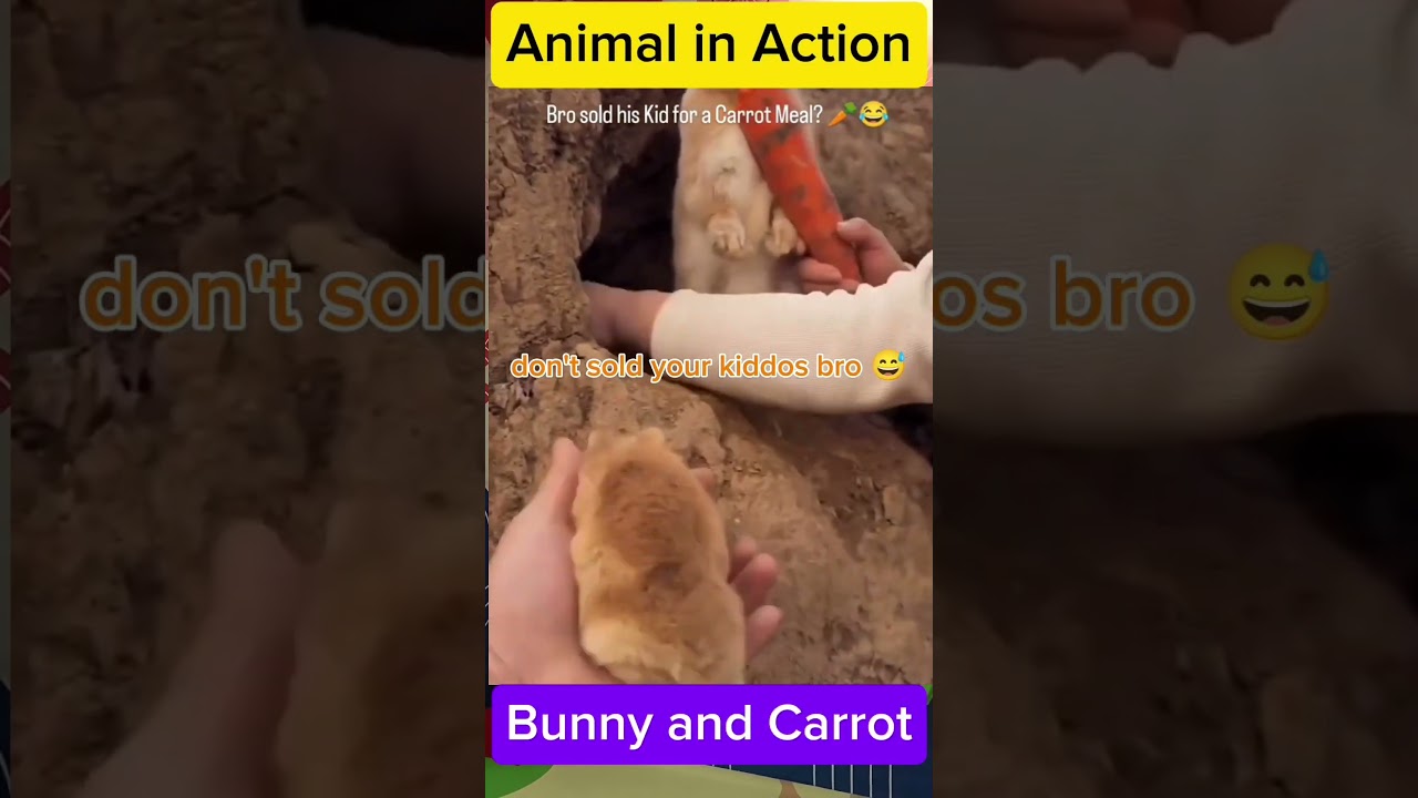 Bunny and Carrot Meal, Don't sold your kiddos bro 😅 #shortvideo #shortviral #shorts