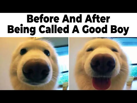 Dog Memes