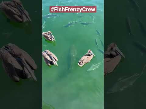 A size comparison between the baby Goliath and a full size Goliath grouper. #fishfrenzycrew #florida