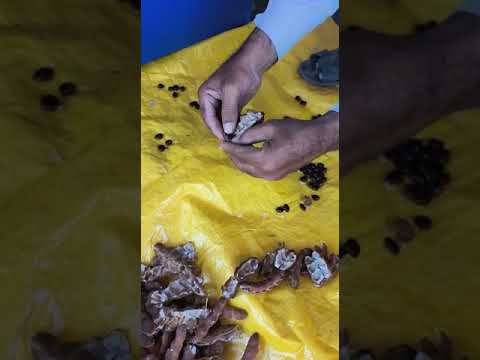 Tamarind Seed Removal Machine - Amli Processing Machine Latest Price ...