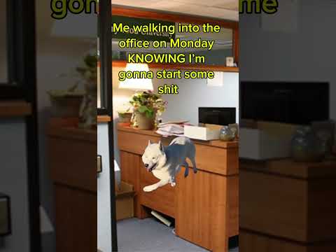 Mondays 🤣 #work #monday #mondaymotivation #foryou #foryou #fypシ゚viral #fyp #dog #funny