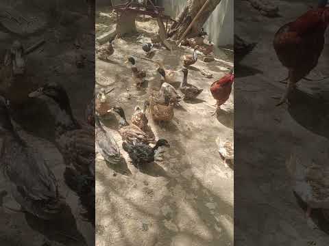 Duck Farming in India