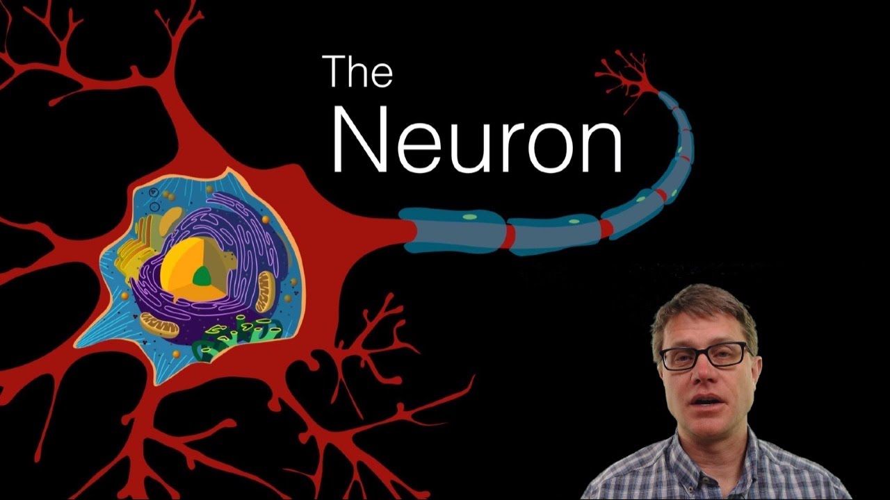 The Neuron