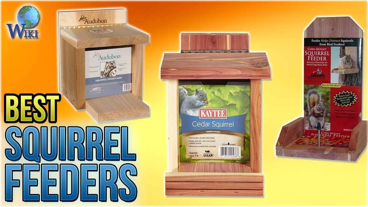 10 Best Squirrel Feeders 2018