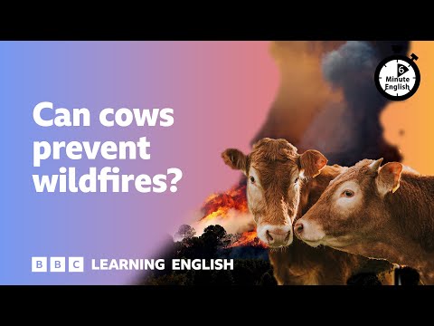 Can cows prevent wildfires? ⏲️ 6 Minute English