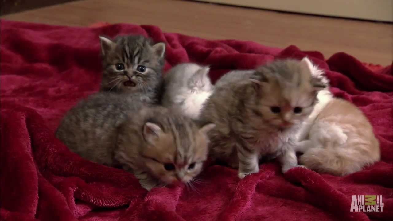 Munchkin Land | Too Cute!