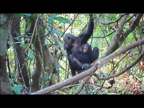 How wild apes react to camera traps | Dear Kitty. Some blog