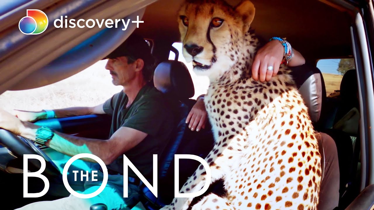 A Very Special Cheetah Named Kiki is Racing to Save the Species | The Bond | discovery+