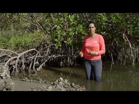 Mangrove Species Identification