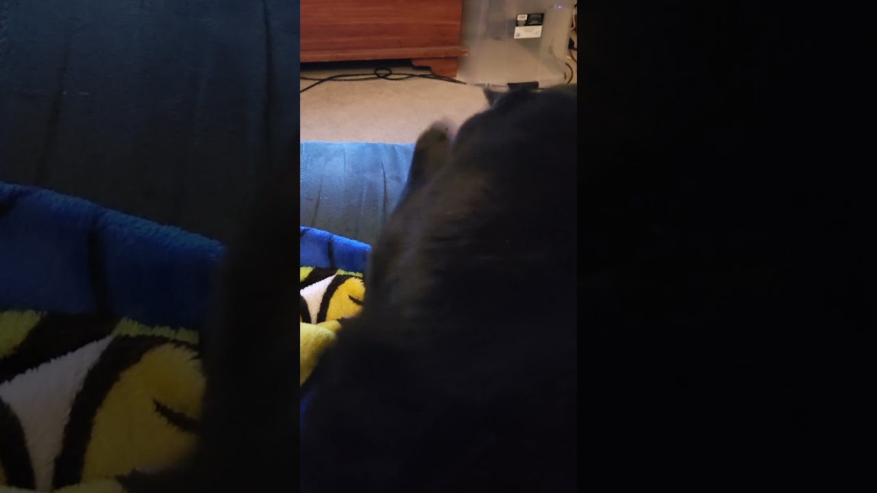 Archie's Medium Purr Feb 11 2025