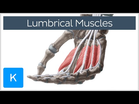 Lumbrical muscles of the Hand - Origin, Insertion & Function - Anatomy | Kenhub