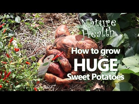 How to grow abundant organic sweet potatoes in your own home garden
