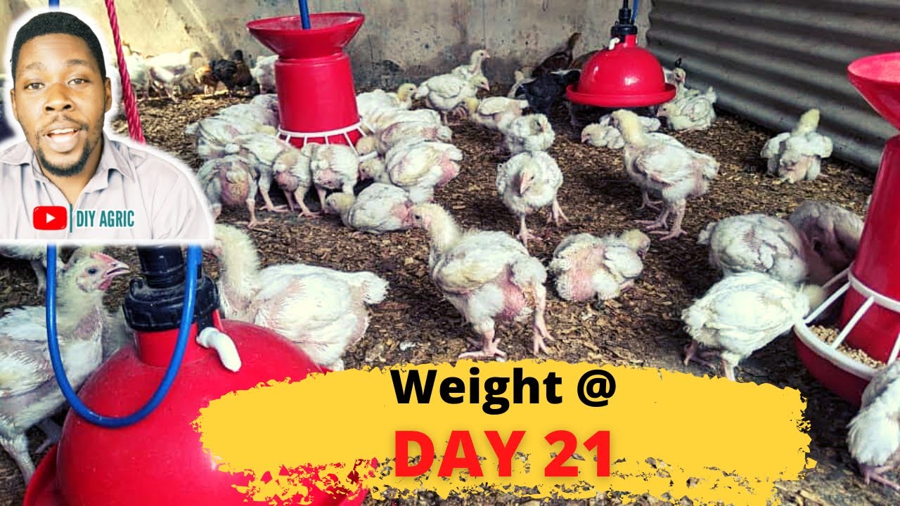 Broiler Weight at 3 Weeks | Broiler Brooding Management (Day 21)