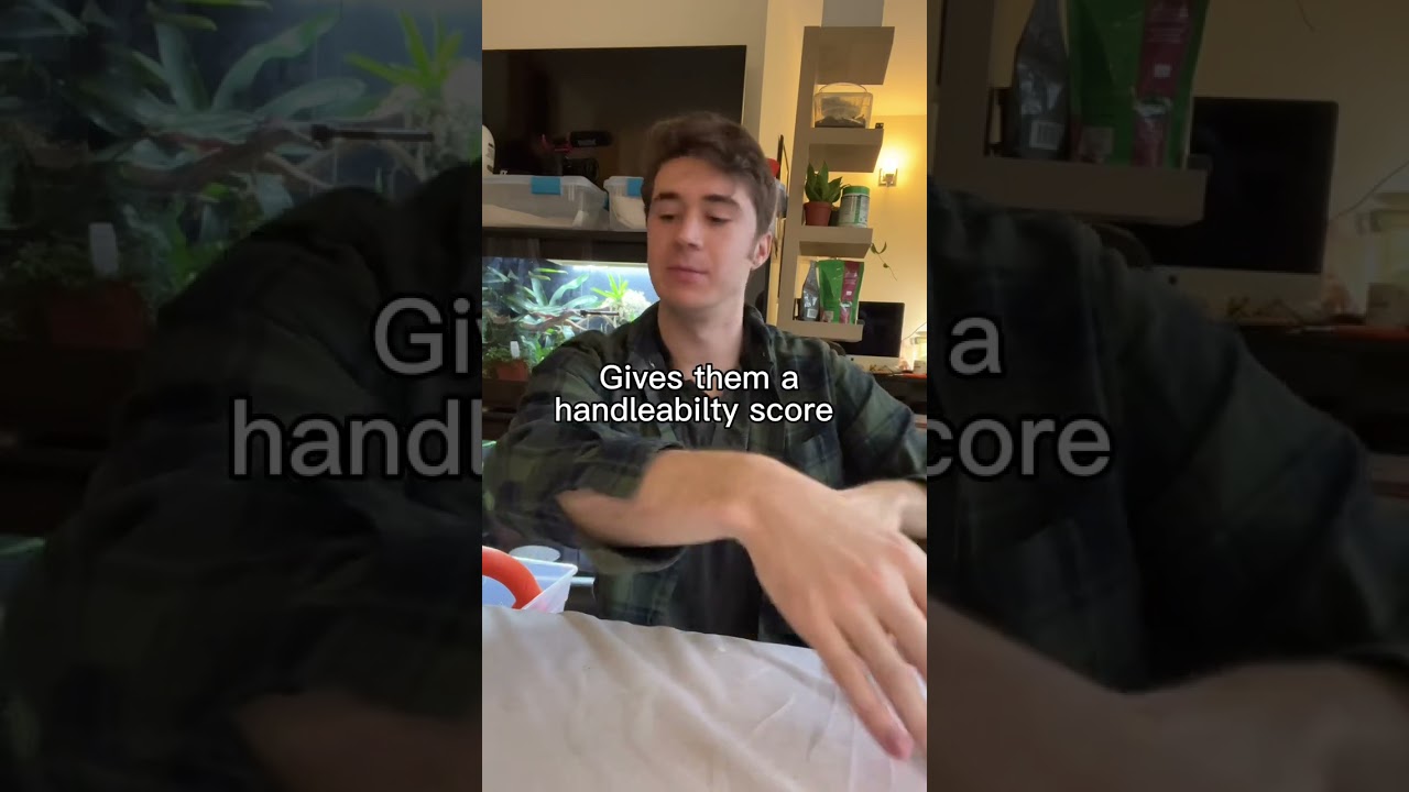 Rating geckos? - handling gargoyle geckos, featuring Toes