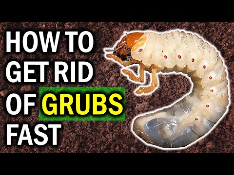 8 Natural Ways to Exterminate Garden GRUBS Naturally (LAWN & GARDEN CONTROL)