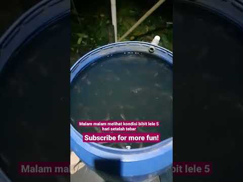 bibit lele sangkuriang #shorts #bibitikan #bibitikanlele #catfish #lelesangkuriang #budikdamber