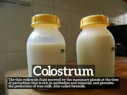 How to Say Colostrum in English? | How Does Colostrum Look? | What is Colostrum?