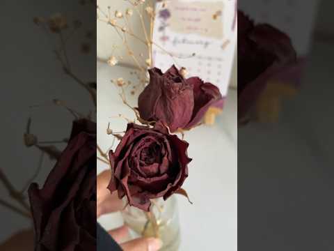 How to dry roses so they dont lose their shape #driedflower #roses #shorts