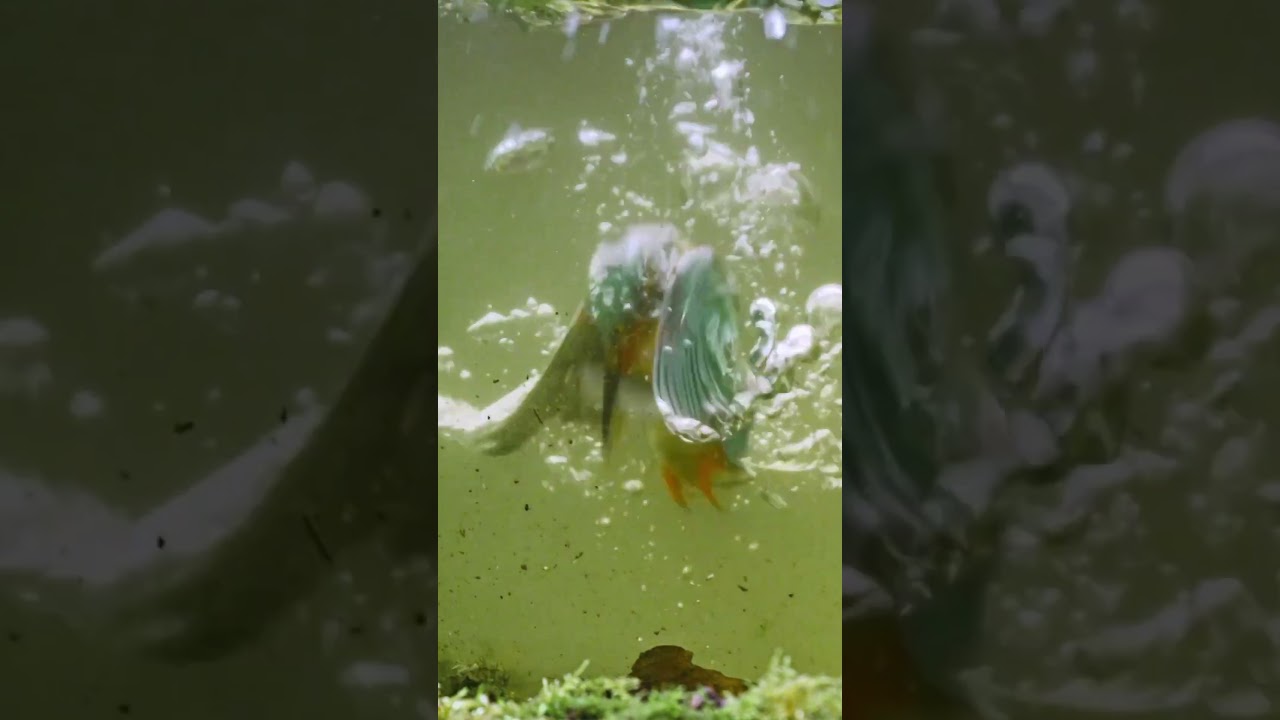 kingfisher catch fish #naturelovers