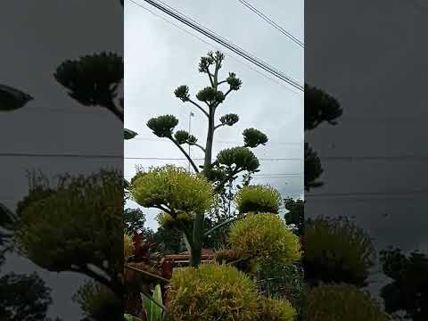 Finally its Now Have A Flowers #agave #CenturyPlant #shorts