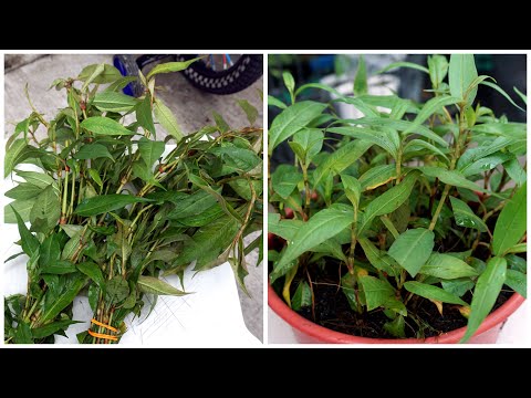 How To Grow Vietnamese Mint | Cara Tanam Daun Kesum