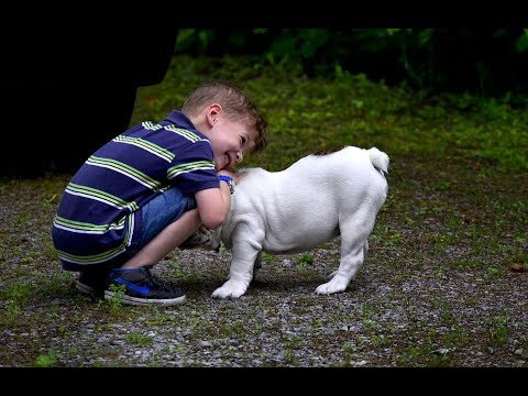 podcast Why are Dogs such Animals I've Tried Everything!
