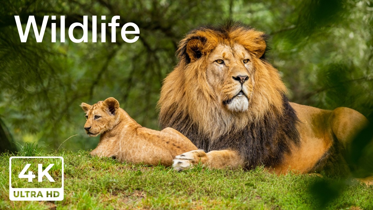 Wildlife - 4K Wallpapers Slideshow - 3hours