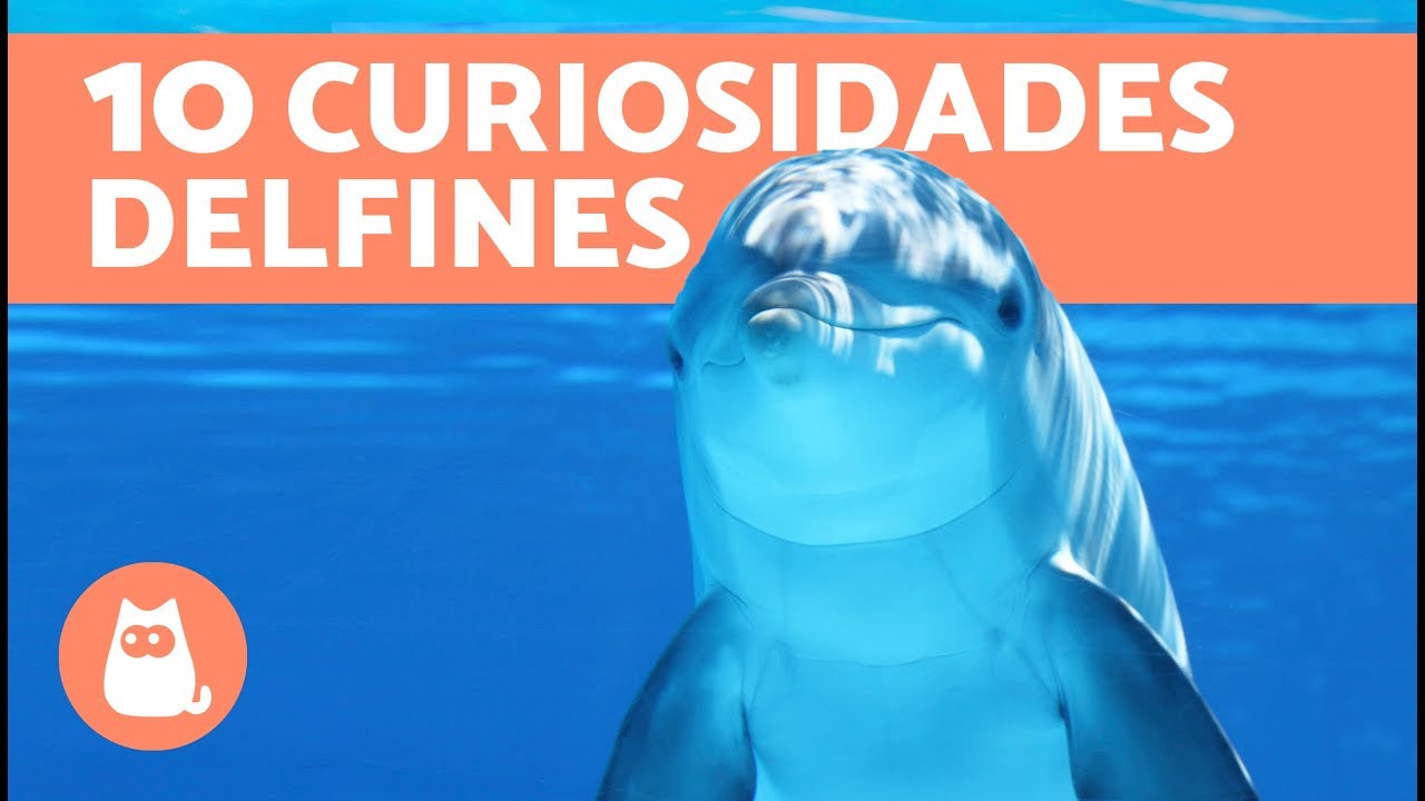 10 100% REAL facts about dolphins