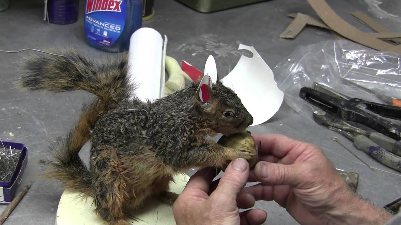 Testas Tuesday Tips Squirrel mounting Part 2