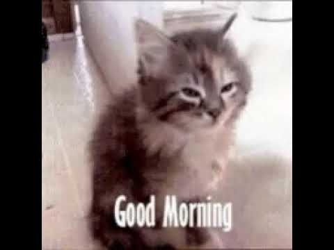 Good morning cat gif