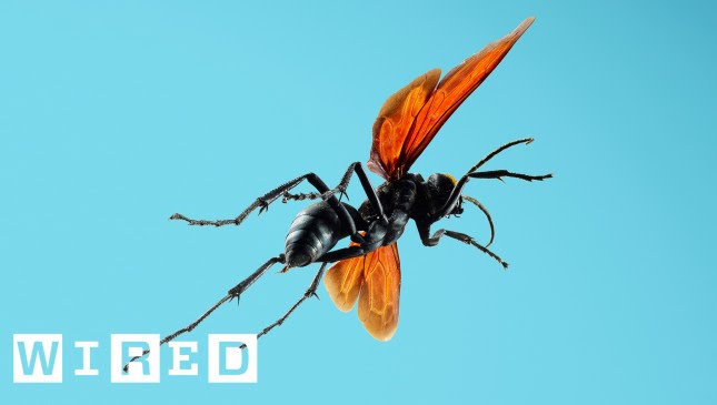Absurd Creatures | Tarantula Hawk
