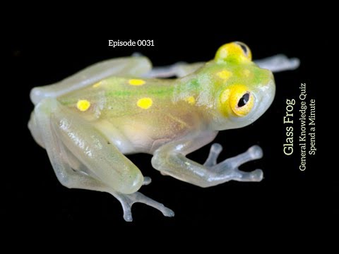 Glass Frog (Transparent Frog) - General Knowledge Quiz - 0031