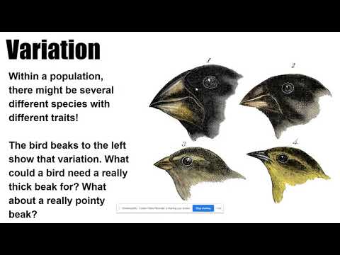The Four Conditions of Natural Selection