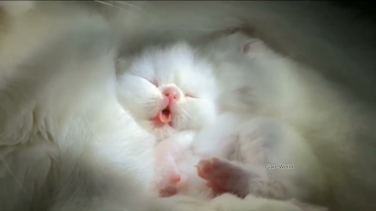 Aww Pretty Kitty Video 🥰😍 Glare World 