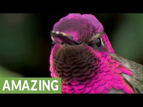 Mites on hummingbirds’ tails, new study | Dear Kitty. Some blog