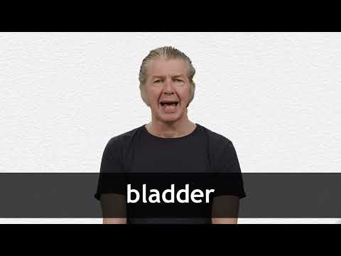 BLADDER definition and meaning | Collins English Dictionary