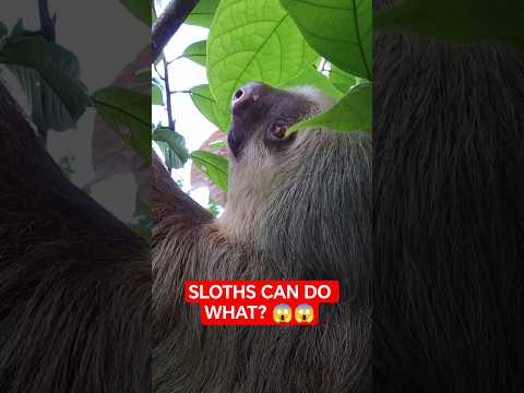 Sloths Can Hold Their Breath for 40 Minutes