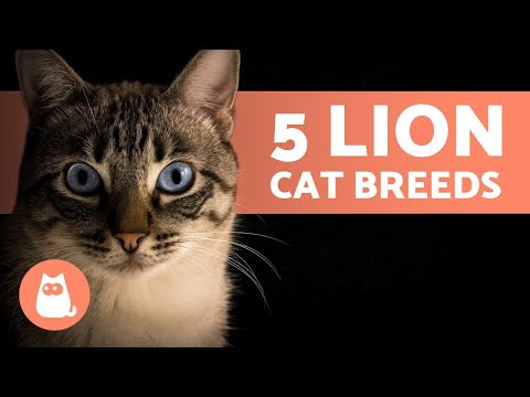 5 CAT BREEDS That Look Like LIONS ????????