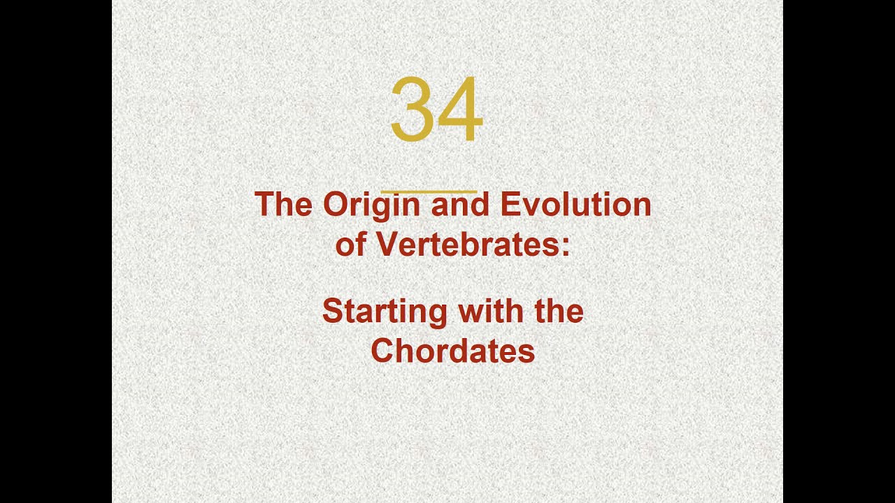 Chapter 34 Chordates