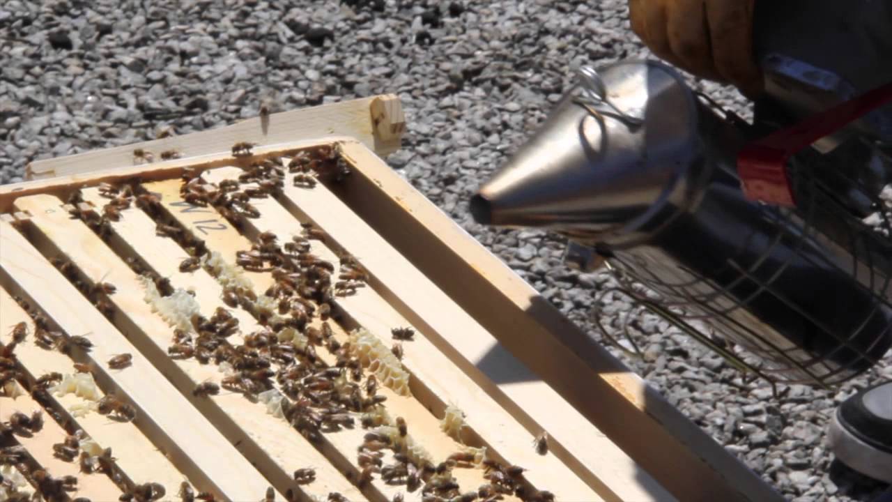 An Introduction to Beekeeping: Equipment Descriptions