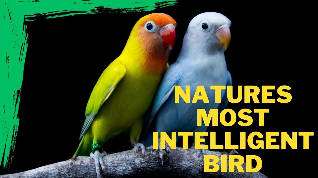 Parrots | Natures Smartest Bird