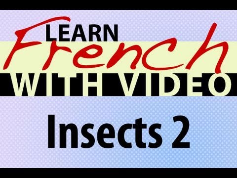Learn French with Videos - Insects 2