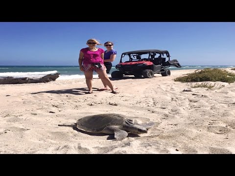 Baja Spearfishing, Billfish & Dorado and Saving The Turtles