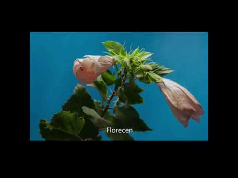 Learn Spanish FAST! SPRING SEASON FLOWERS PLANT TREES Vocabulary in SPANISH!