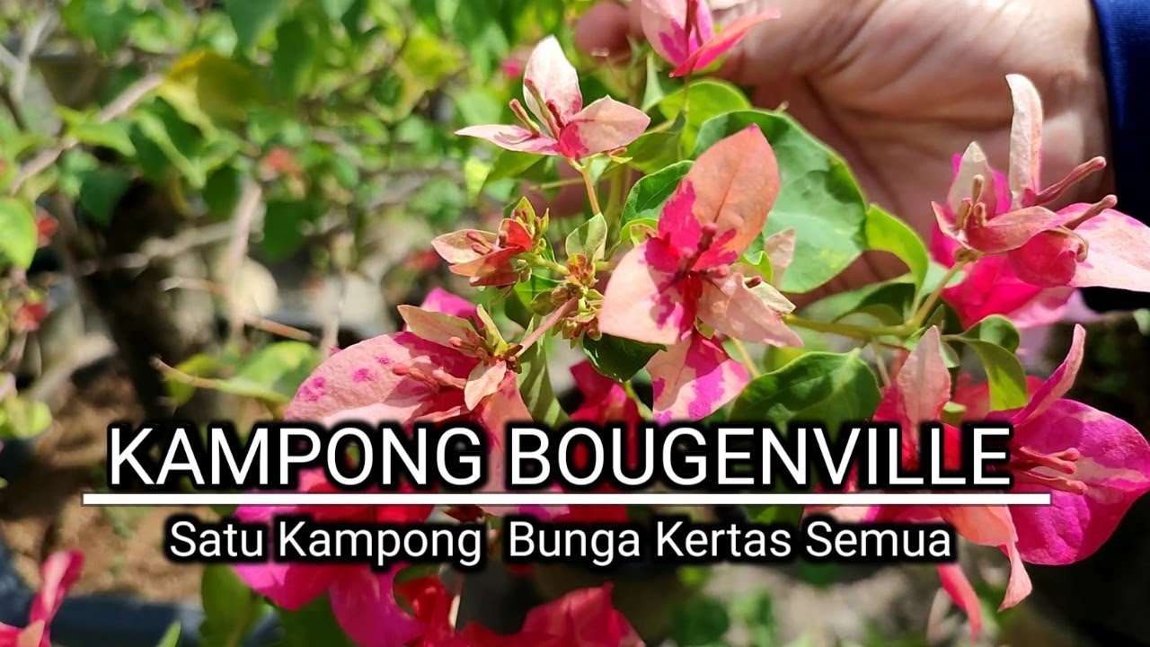 Desa Bougenville, Satu Desa Bunga Kertas Semua| omded jalan - jalan #80