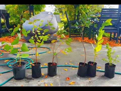 Eucalyptus species - windfastness comparison